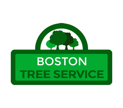 Boston Tree Service | Architect Magazine