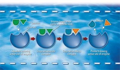 All About Enzymes| Pool & Spa News