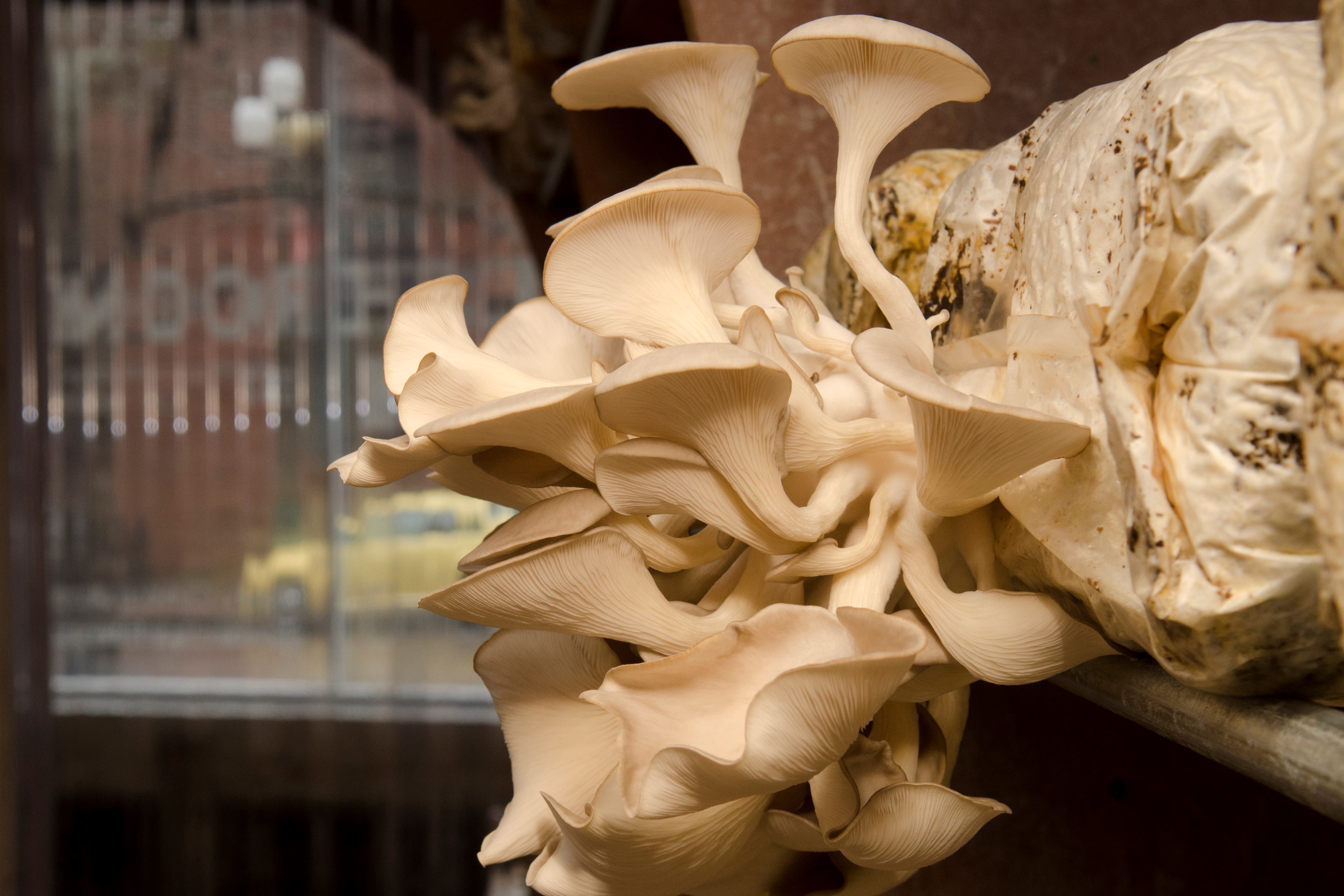 Olson Kundig Architect's [Storefront] Engages Architects, Community ...