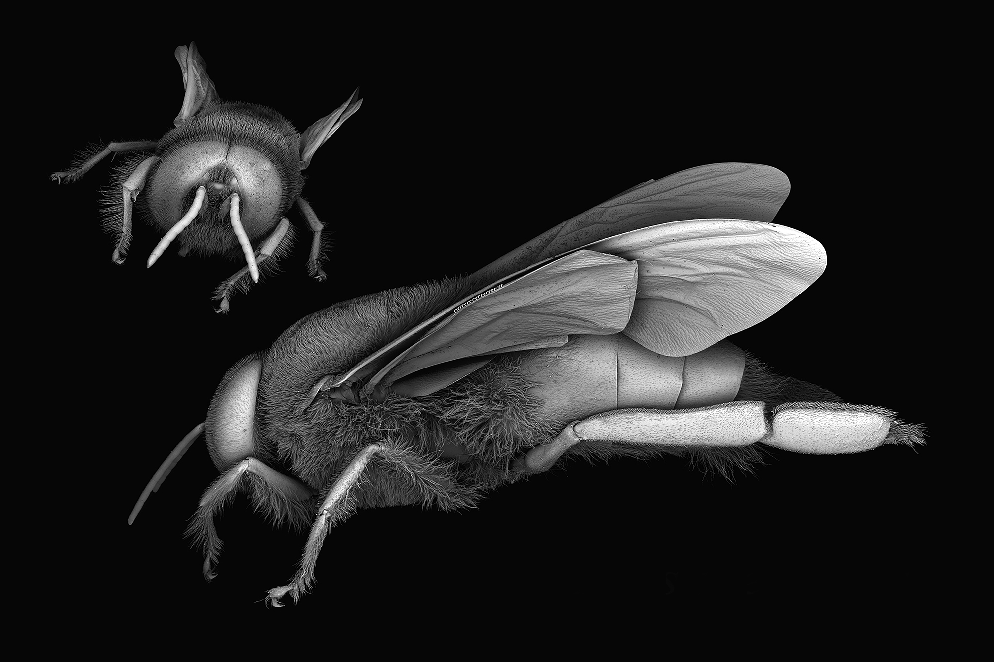 MIT Builds a Synthetic Apiary to Help Save Bees | Architect Magazine