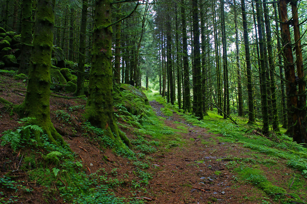 How Many Trees Are There On Earth? | Architect Magazine How Many Trees Are There On Earth? | Architect Magazine