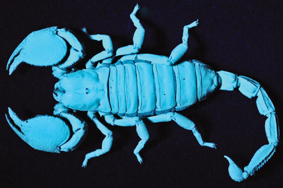 Creatures of Light: An exhibit at the American Museum of Natural ...