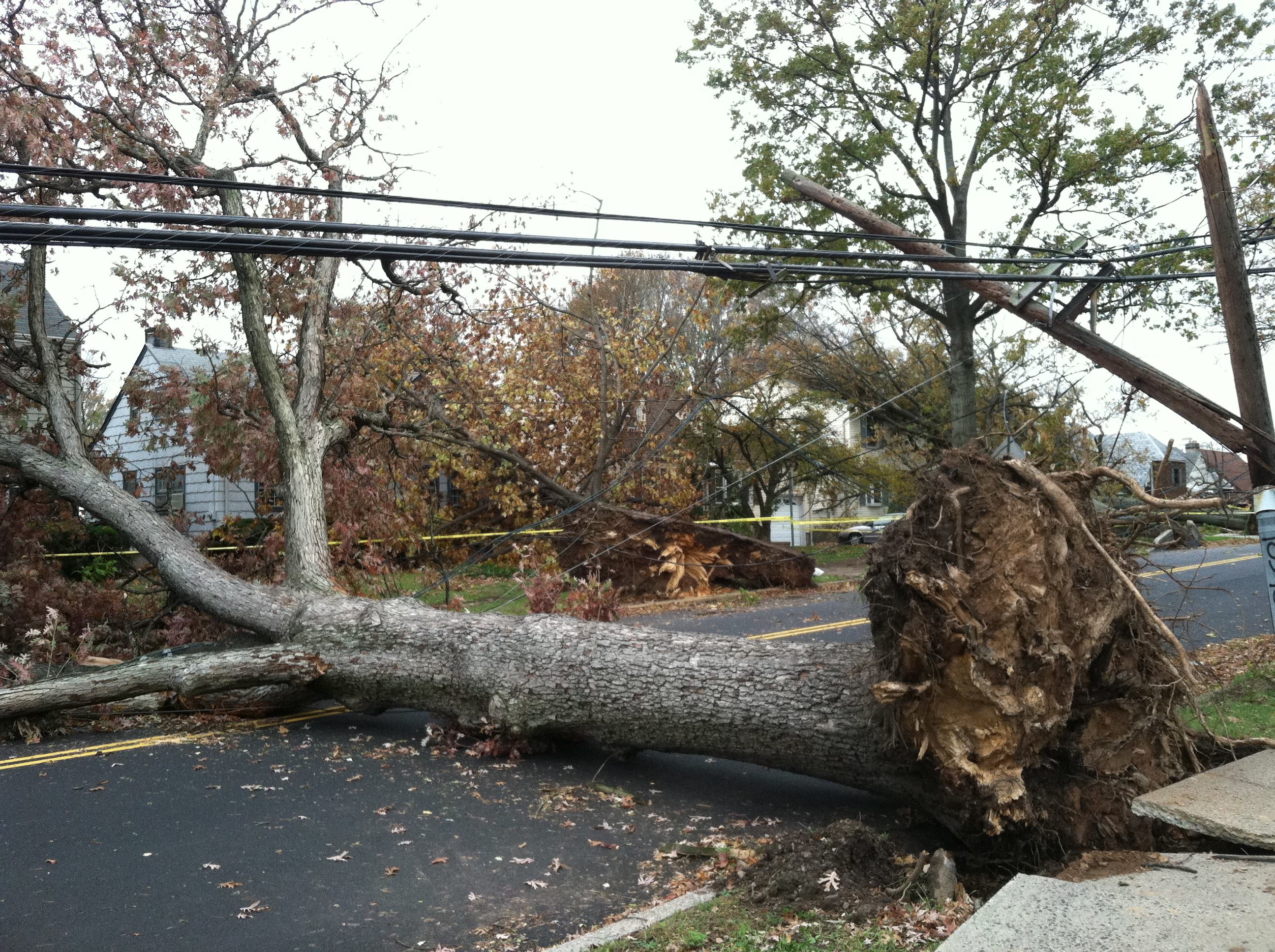 Wind Damage to Large Oak Trees | JLC Online