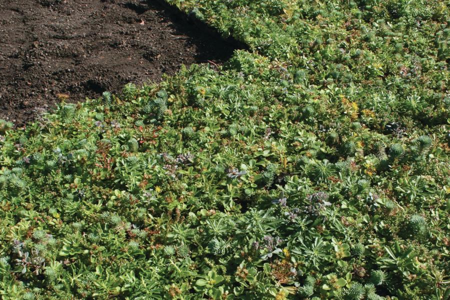 Carlisle SynTec Vegetated Sedum Tiles | Architect Magazine