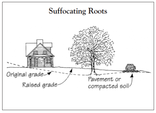 Protecting Trees During Site Work | JLC Online