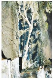 Q&A: Identifying Poria Fungus | JLC Online