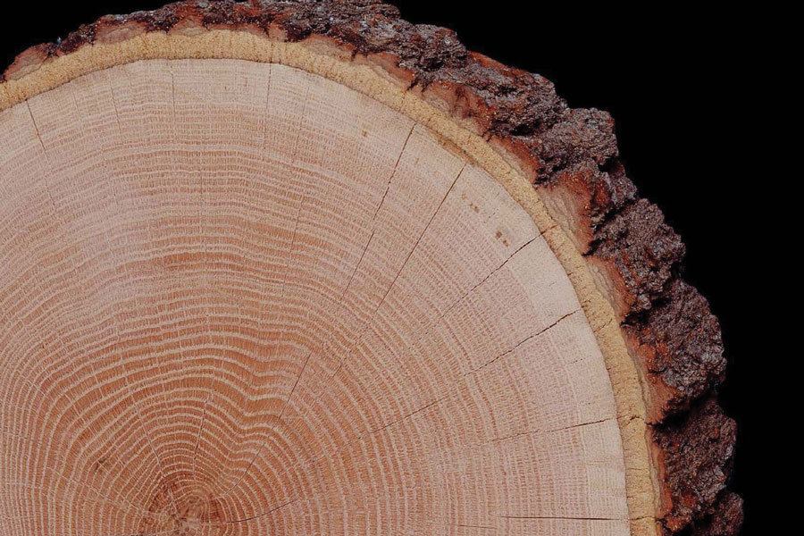 Book: Understanding Wood | JLC Online