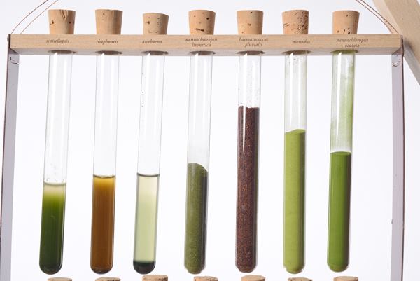 Microalgae Prints are Nature's Smart Textiles | Architect Magazine