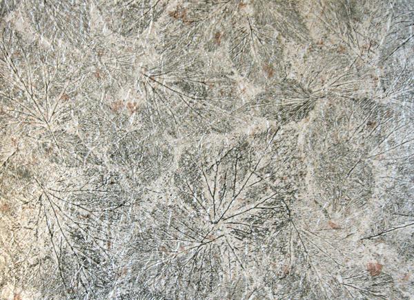 Forest Floor Ash | Architect Magazine