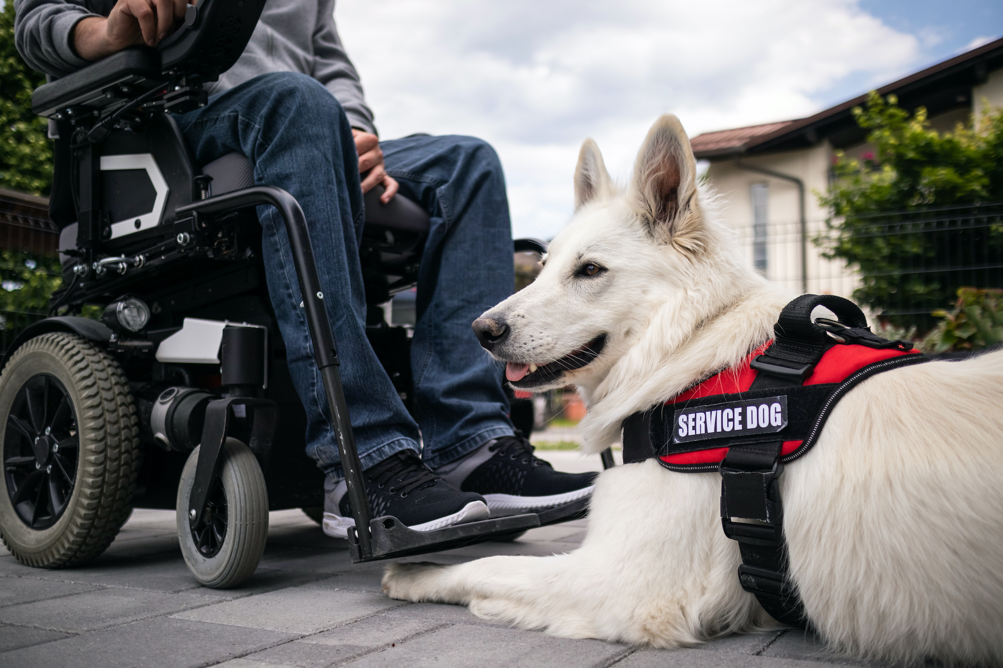 Service Animals vs. Support Animals: Know The Difference | Multifamily ...